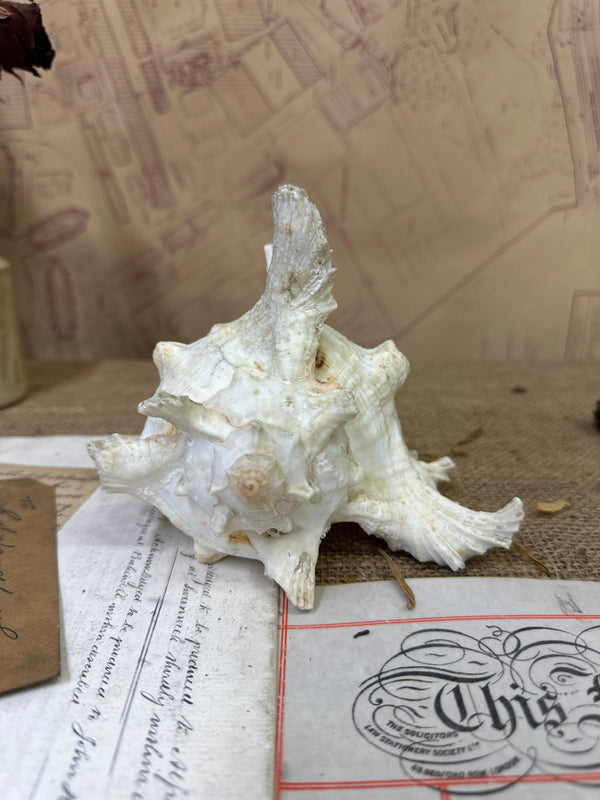 Antique Ramose Murex Snail Seashell – The Blind Mole