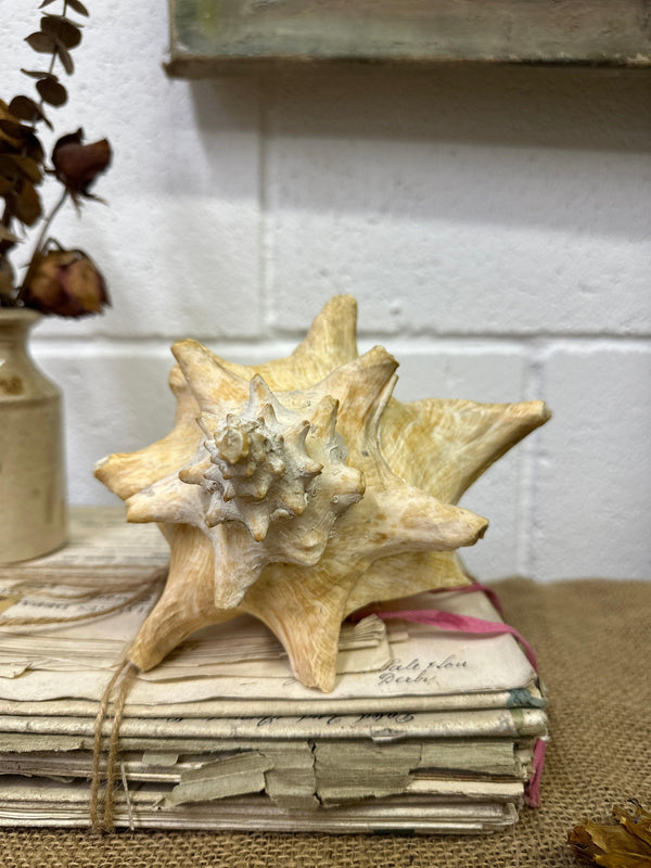 Antique Horned Queen Conch Shell – The Blind Mole