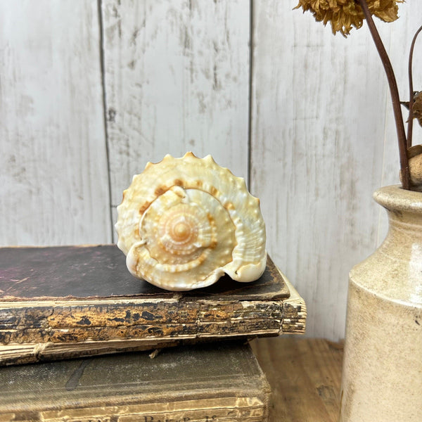 Antique Queen's Helmet Shell - Smallest – The Blind Mole