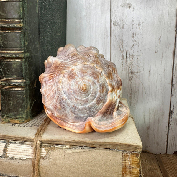 Antique Queen's Helmet Shell - Smaller – The Blind Mole